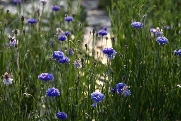 Are Bachelor Buttons Good Cut Flowers? - Celtic Roots Farm
