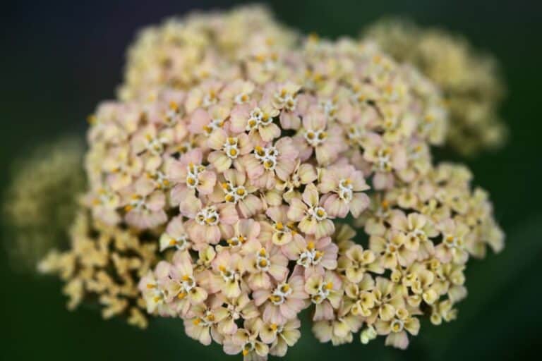 5 Fun Facts About Yarrow That Will Make You Want To Grow It - Celtic ...