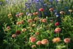 Understanding The Zinnia Life Cycle- Zinnia Growth Stages - Celtic ...