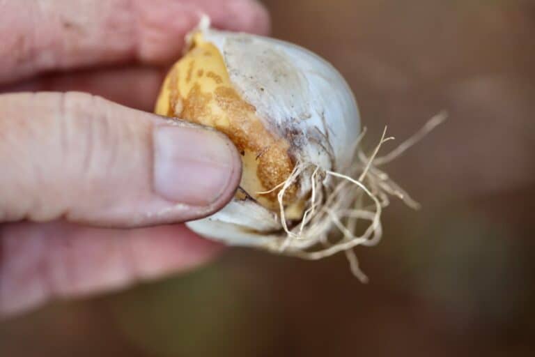 How Late Can You Plant Allium Bulbs? - Celtic Roots Farm