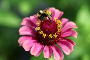 Understanding The Zinnia Life Cycle- Zinnia Growth Stages - Celtic ...