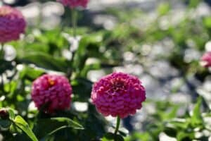 Understanding The Zinnia Life Cycle- Zinnia Growth Stages - Celtic ...