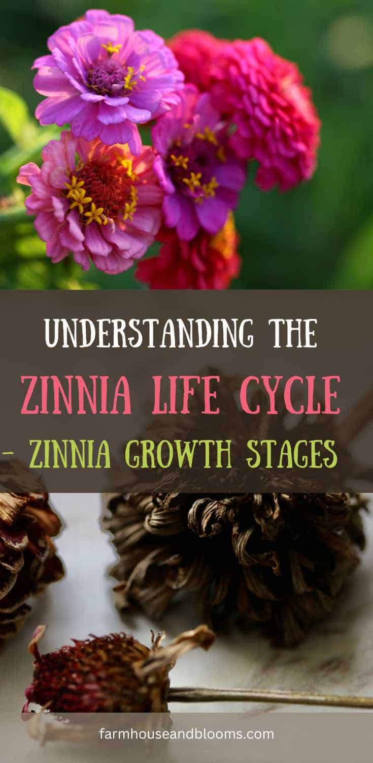 Understanding The Zinnia Life Cycle- Zinnia Growth Stages - Celtic ...