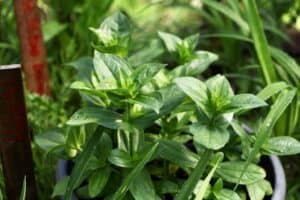 Understanding The Zinnia Life Cycle- Zinnia Growth Stages - Celtic ...