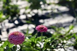 Understanding The Zinnia Life Cycle- Zinnia Growth Stages - Celtic ...