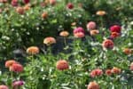 Understanding The Zinnia Life Cycle- Zinnia Growth Stages - Celtic ...
