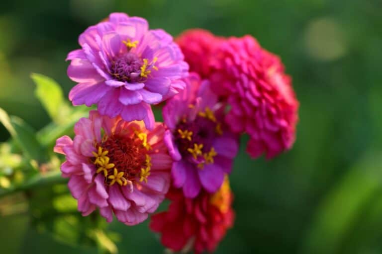 Understanding The Zinnia Life Cycle- Zinnia Growth Stages - Celtic ...