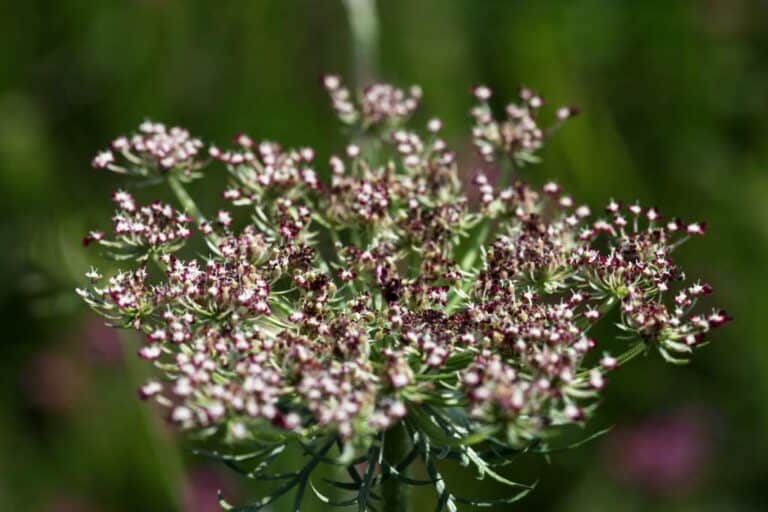 How To Grow Chocolate Lace Flower - Planting And Care - Celtic Roots Farm