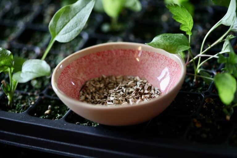 How To Stratify Seeds: Techniques For Successful Germination - Celtic ...