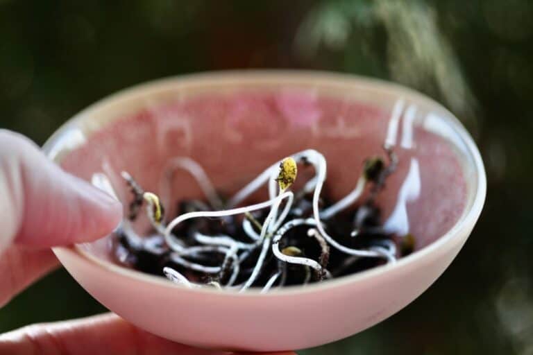 How To Stratify Seeds: Techniques For Successful Germination - Celtic ...