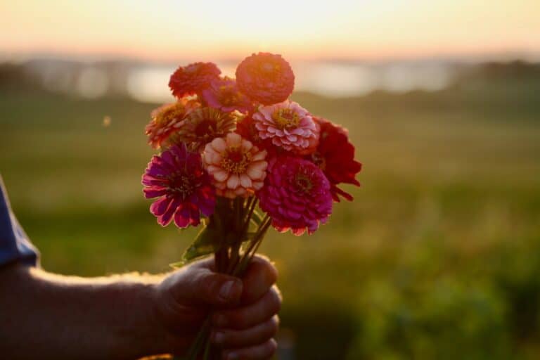 14 Best Cut And Come Again Flowers For The Cut Flower Garden - Celtic ...