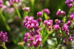 14 Best Cut And Come Again Flowers For The Cut Flower Garden - Celtic ...