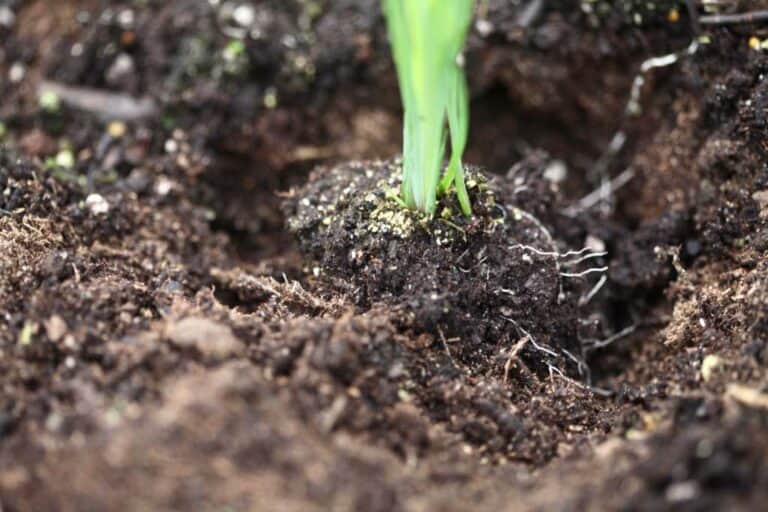 Winter Sowing In Milk Jugs- A Complete Guide - Celtic Roots Farm