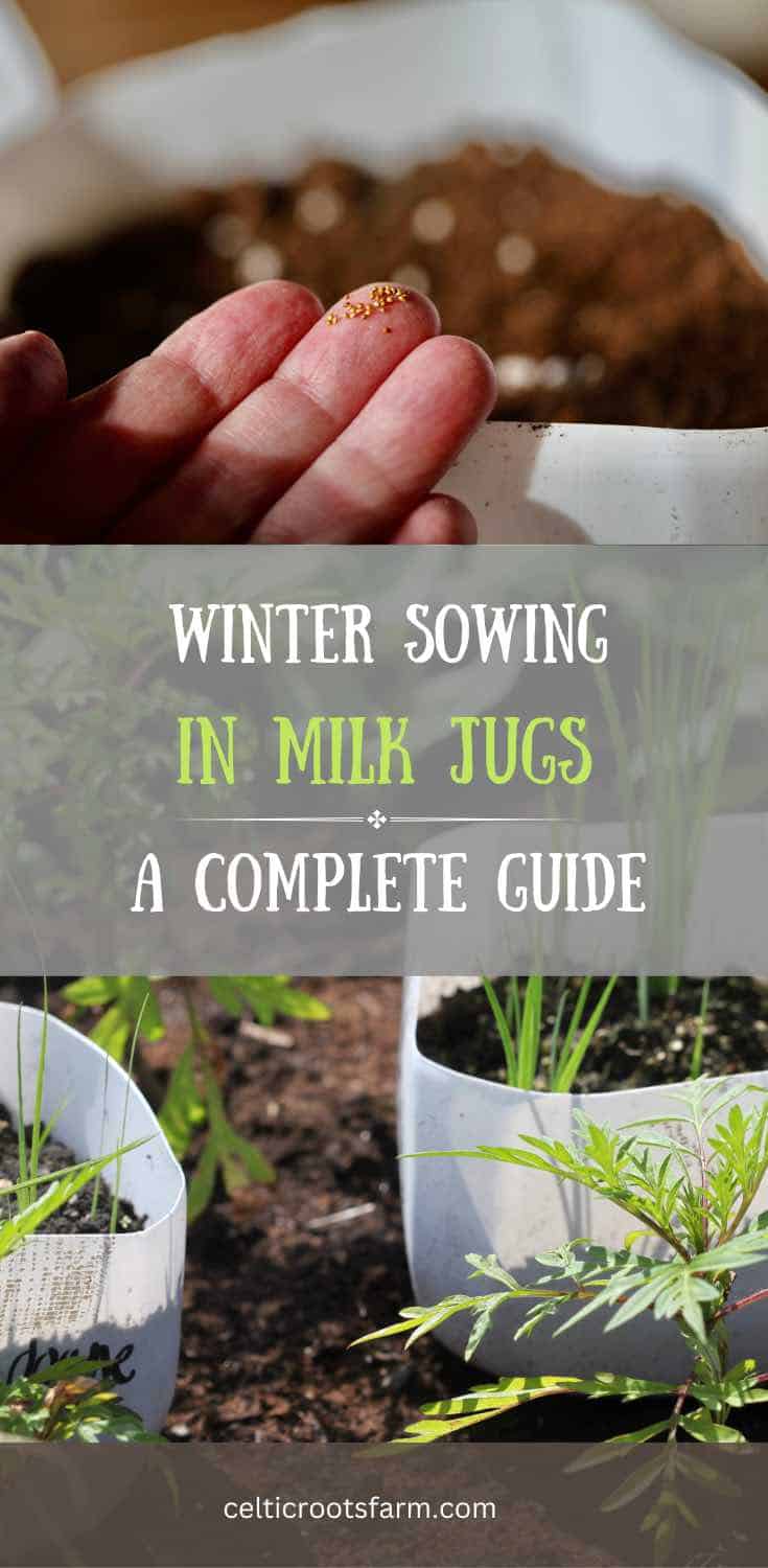 Winter Sowing In Milk Jugs- A Complete Guide - Celtic Roots Farm
