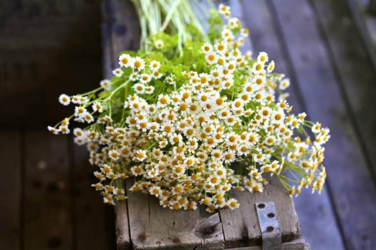 How To Grow Feverfew- Planting And Care - Celtic Roots Farm