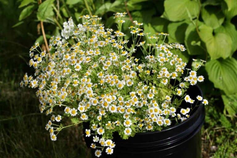 How To Grow Feverfew- Planting And Care - Celtic Roots Farm