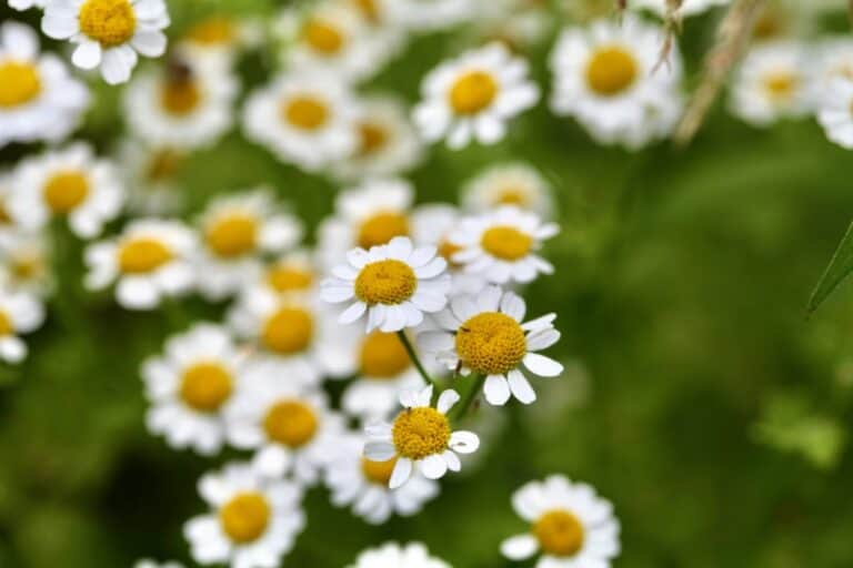 How To Grow Feverfew- Planting And Care - Celtic Roots Farm