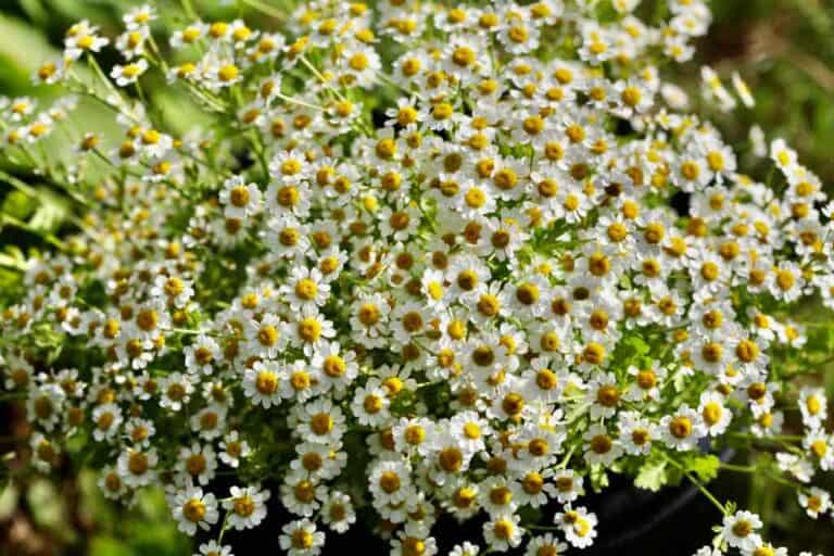 How To Grow Feverfew- Planting And Care - Celtic Roots Farm