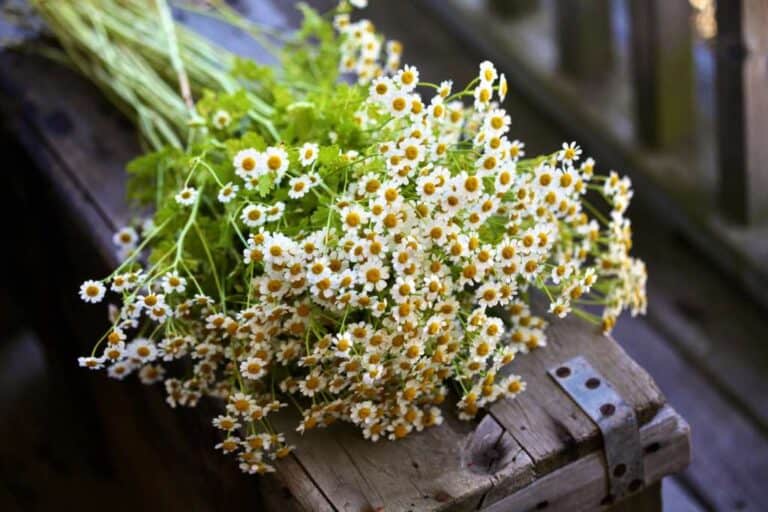How To Grow Feverfew- Planting And Care - Celtic Roots Farm