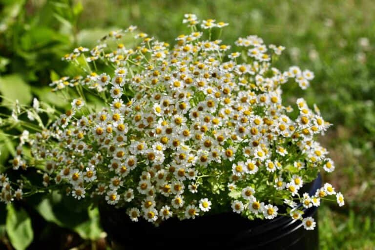 How To Grow Feverfew- Planting And Care - Celtic Roots Farm