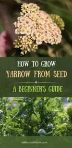 How To Grow Yarrow From Seed: A Beginner's Guide - Celtic Roots Farm