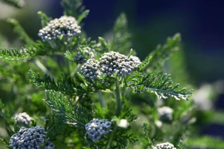 How To Grow Yarrow From Seed: A Beginner's Guide - Celtic Roots Farm