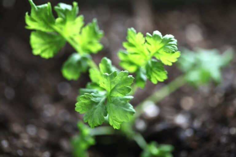 How To Grow Feverfew- Planting And Care - Celtic Roots Farm
