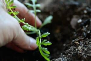 How To Grow Yarrow From Seed: A Beginner's Guide - Celtic Roots Farm