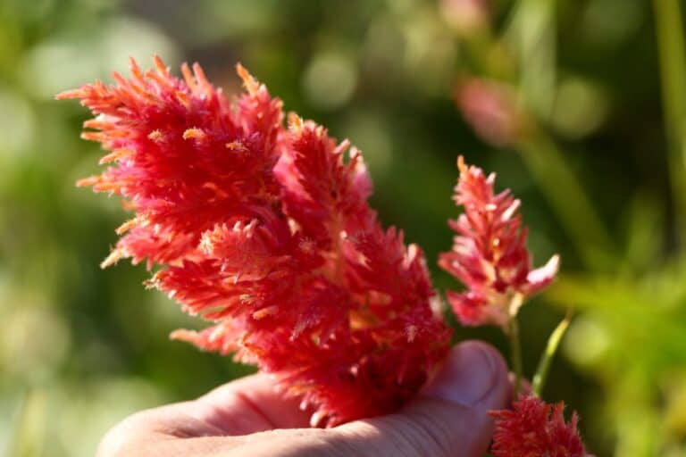 How To Grow Celosia For The Cut Flower Garden - Celtic Roots Farm