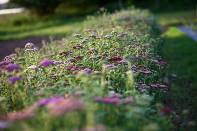 How To Grow Yarrow From Seed: A Beginner's Guide - Celtic Roots Farm