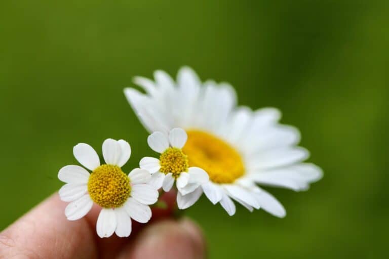 How To Grow Feverfew- Planting And Care - Celtic Roots Farm