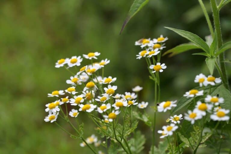 How To Grow Feverfew- Planting And Care - Celtic Roots Farm