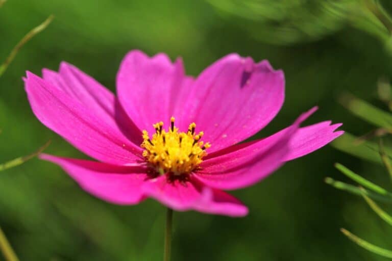 Planting Cosmos Seeds For The Cut Flower Garden - Celtic Roots Farm