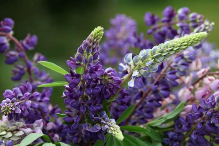 How To Grow Lupines For A Beautiful Garden Display - Celtic Roots Farm