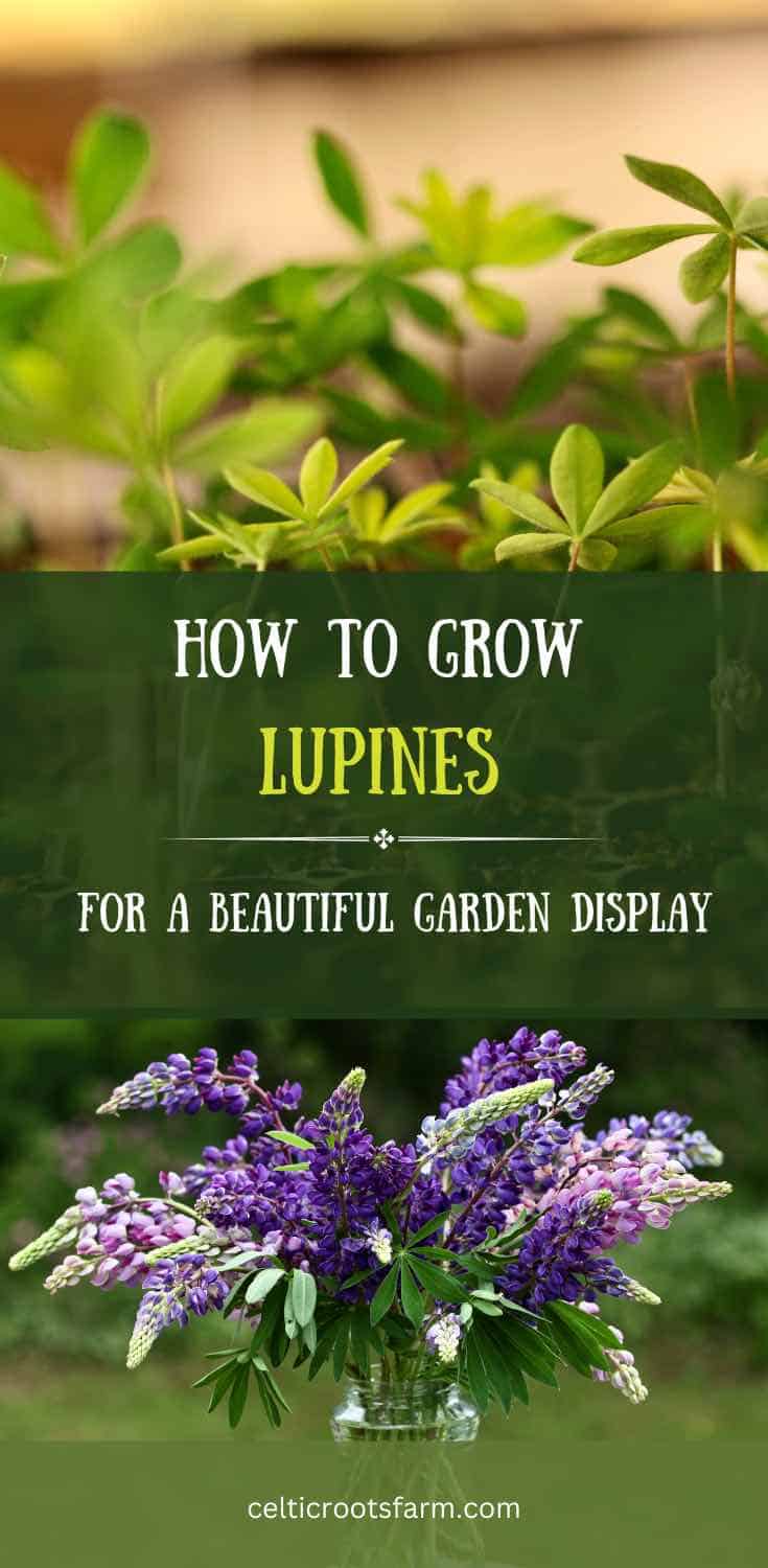 How To Grow Lupines For A Beautiful Garden Display - Celtic Roots Farm