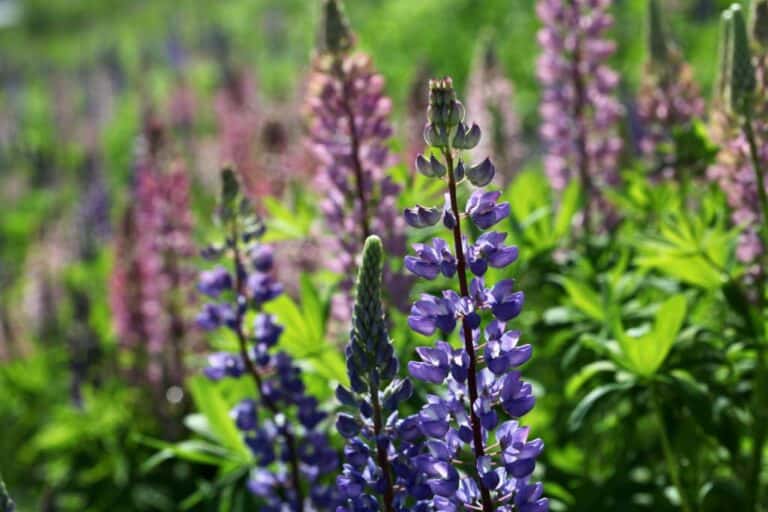 How To Grow Lupines For A Beautiful Garden Display - Celtic Roots Farm