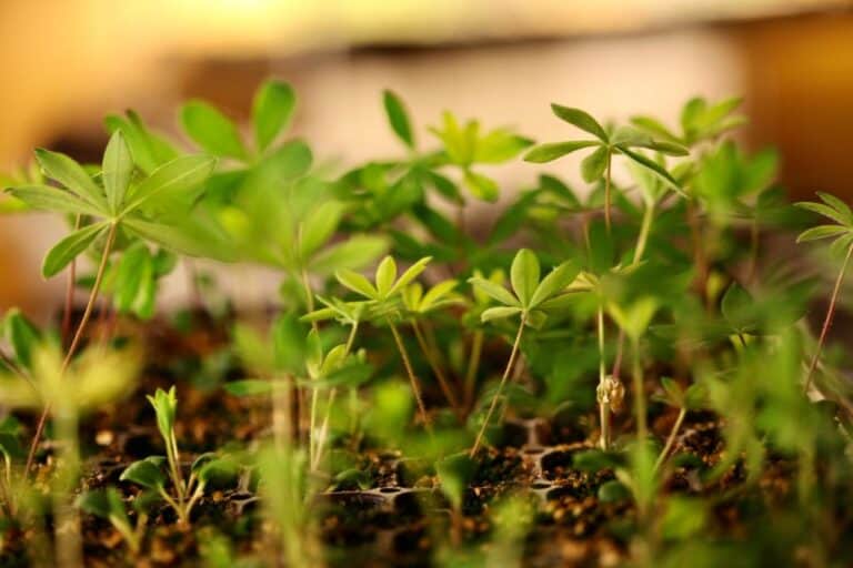 How To Grow Lupines For A Beautiful Garden Display - Celtic Roots Farm