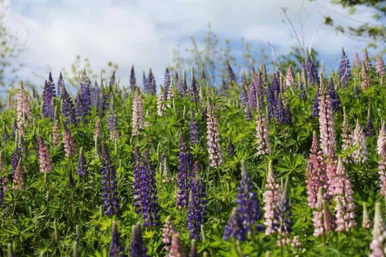 How To Grow Lupines For A Beautiful Garden Display - Celtic Roots Farm
