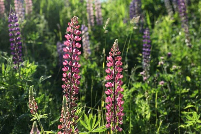 How To Grow Lupines For A Beautiful Garden Display - Celtic Roots Farm