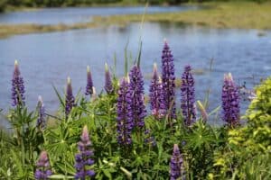 How To Grow Lupines For A Beautiful Garden Display - Celtic Roots Farm
