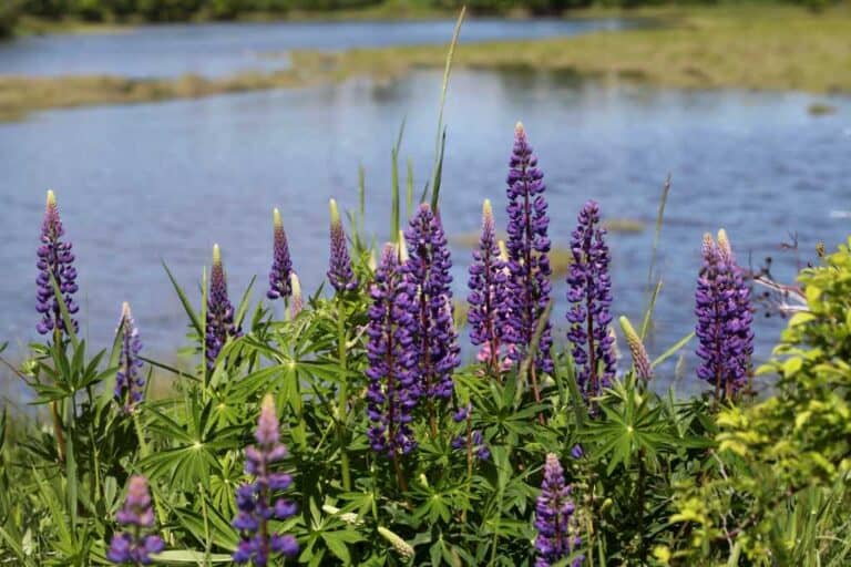 How To Grow Lupines For A Beautiful Garden Display - Celtic Roots Farm