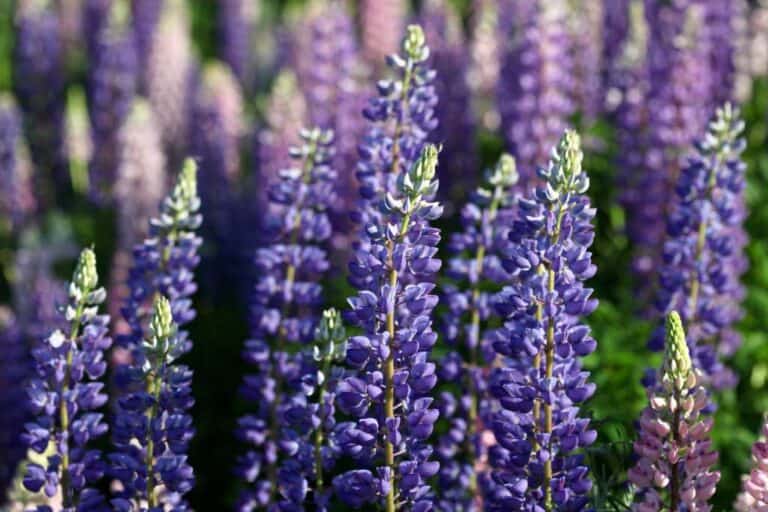 How To Grow Lupines For A Beautiful Garden Display - Celtic Roots Farm