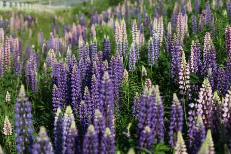 How To Grow Lupines For A Beautiful Garden Display - Celtic Roots Farm