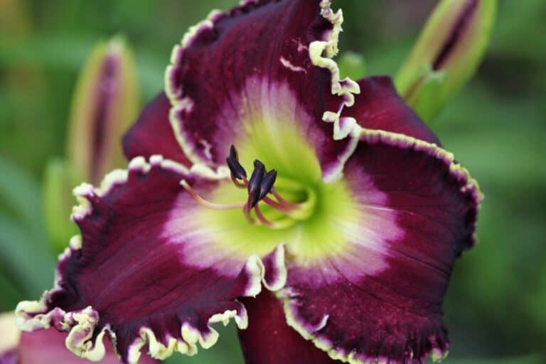 How To Grow Daylilies (Hemerocallis): A Beginner's Guide - Celtic Roots ...