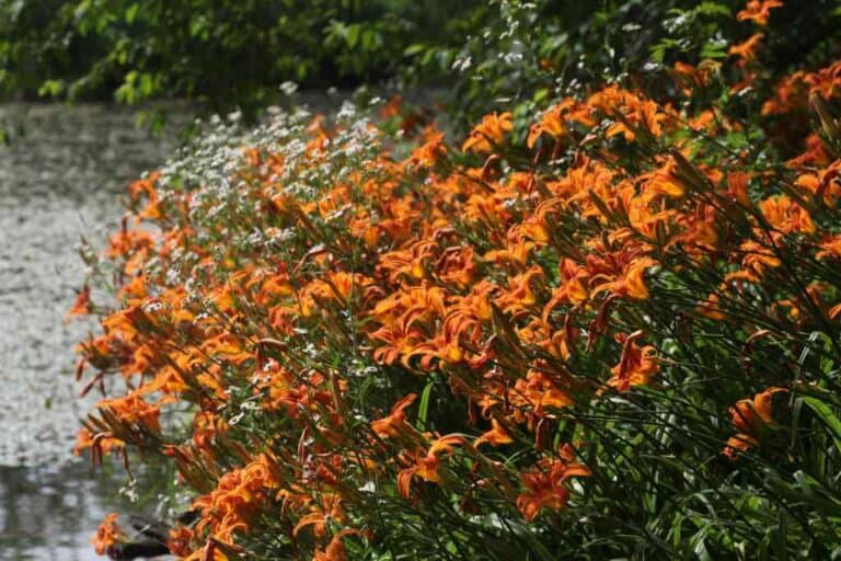How To Grow Daylilies (Hemerocallis): A Beginner's Guide - Celtic Roots ...