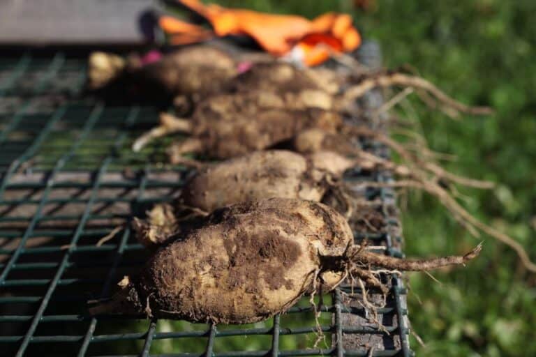 How To Dig Dahlia Tubers: Lift, Divide, and Store - Celtic Roots Farm