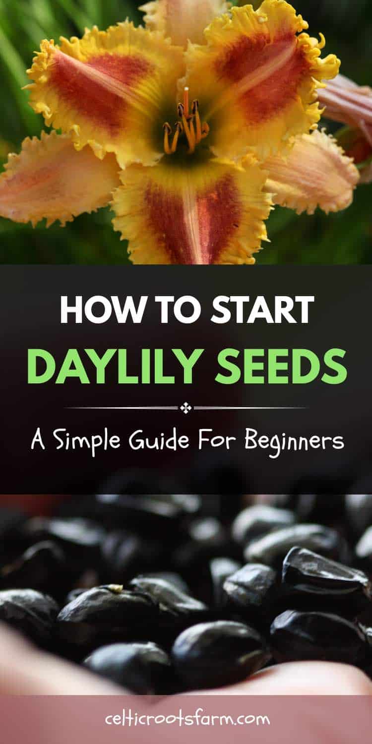Starting Daylily Seeds: A Simple Guide For Beginners - Celtic Roots Farm