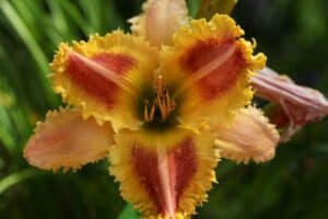 Starting Daylily Seeds: A Simple Guide For Beginners - Celtic Roots Farm
