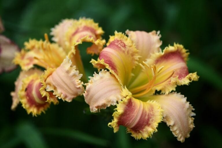 Starting Daylily Seeds: A Simple Guide For Beginners - Celtic Roots Farm